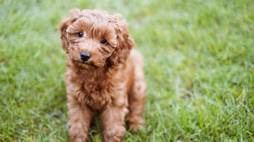 Cavapoo Dog Breed Information | Purina